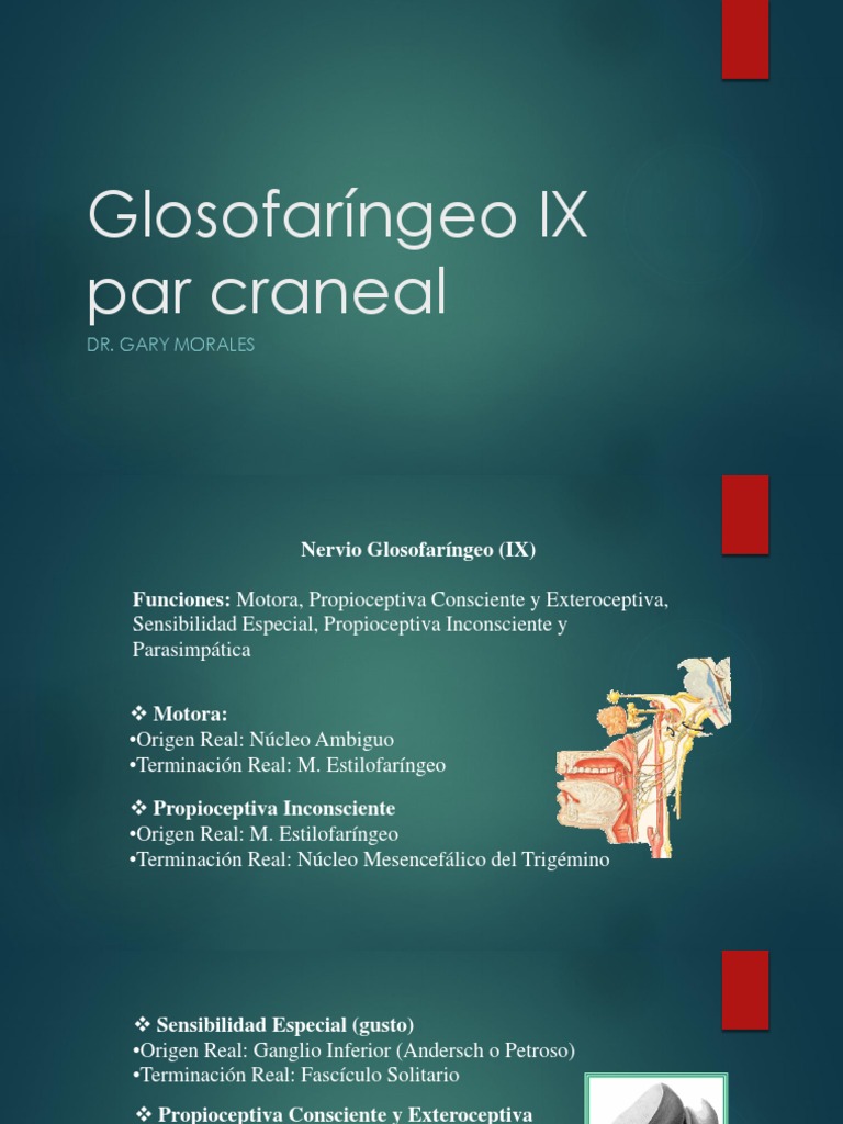 Glosofaríngeo IX Par Craneal | PDF | Lengua | Anatomia animal
