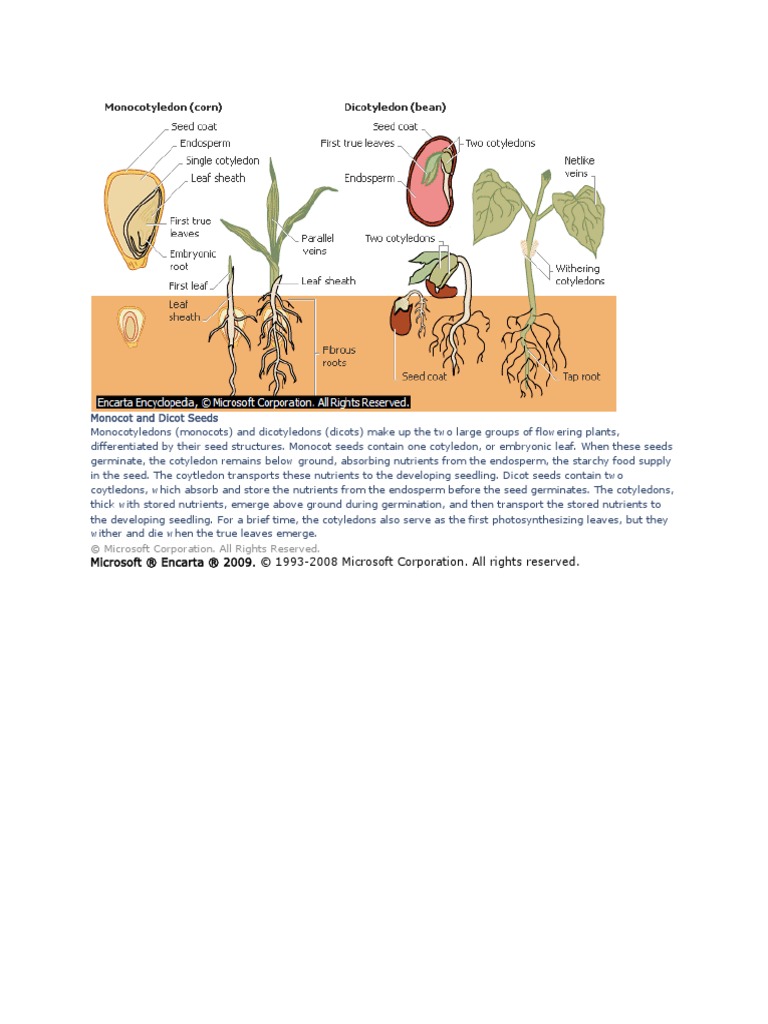 Monocot and Dicot Seeds | PDF