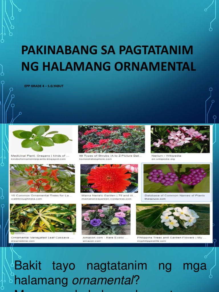 Pakinabang Sa Pagtatanim Ng Halamang Ornamental: Epp Grade 4 – S.G.Yabut