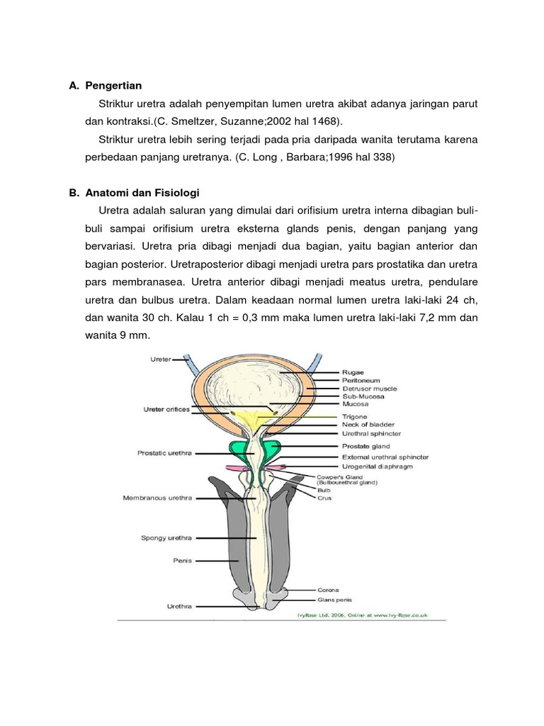 LP Striktur Uretra | PDF