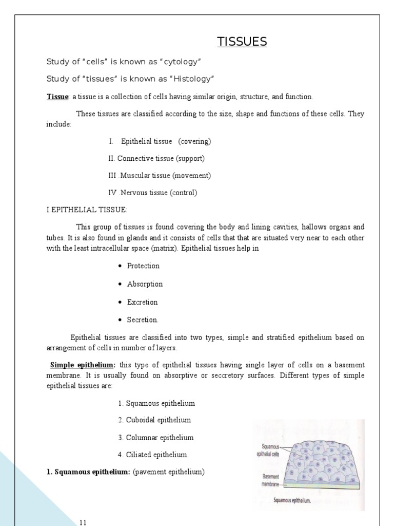Tissues: Tissue: A Tissue Is A Collection of Cells Having Similar ...