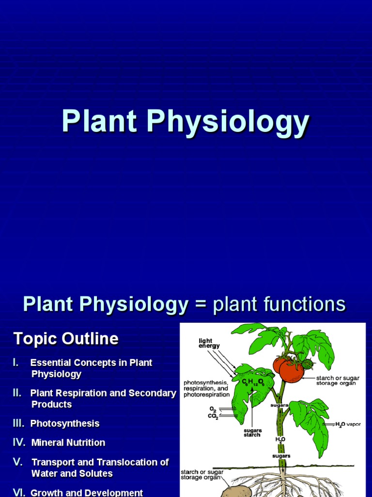 Plant Phisio | PDF
