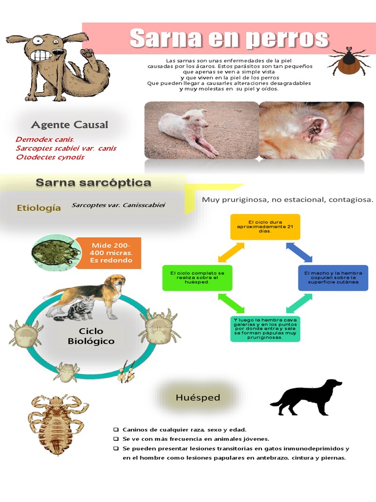 Ciclo de vida de la sarna en perros | PDF | Epidemiología ...