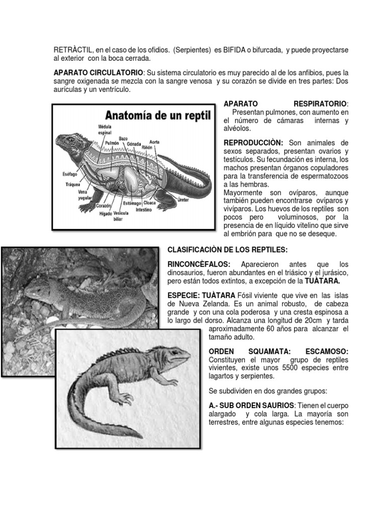 Anatomía De Los Reptiles Reptiles Anatomía | PPTX