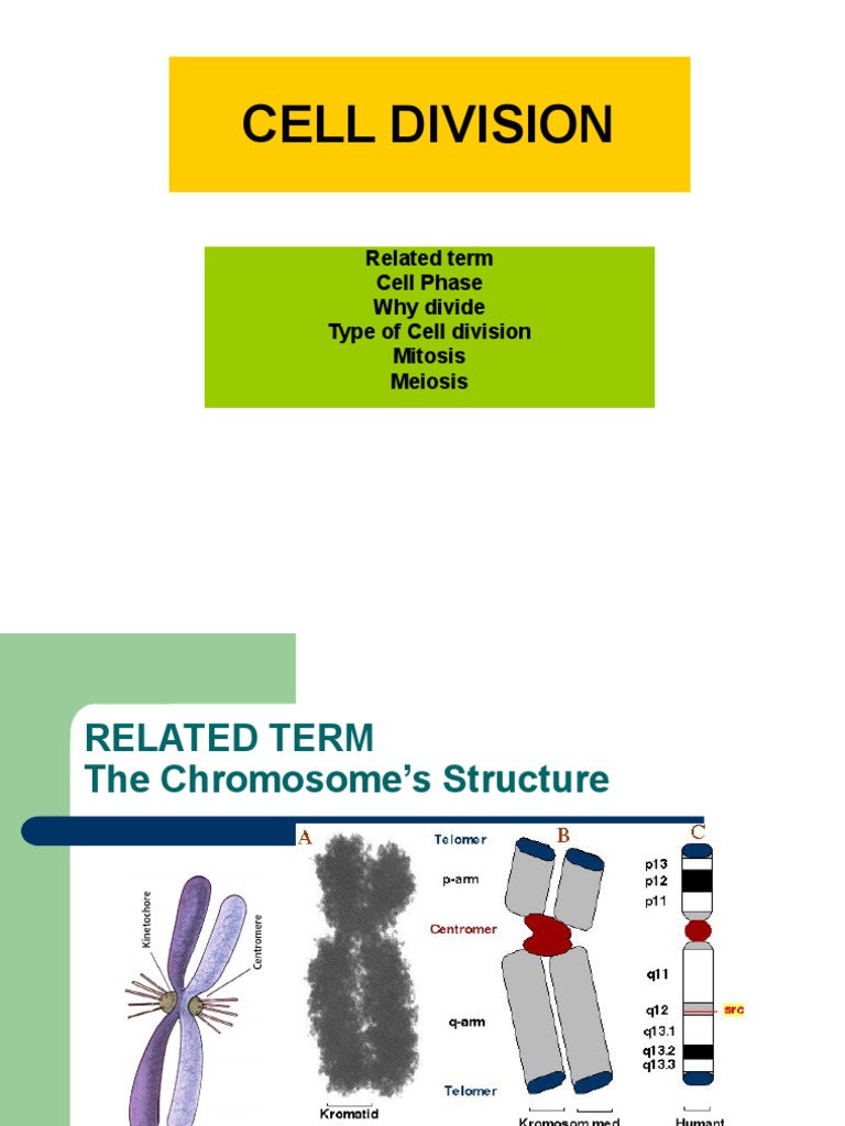 A Comprehensive Overview of Cell Division, Its Types and Key Processes ...