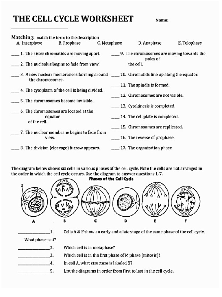 CSEC Biology Mitosis Worksheet | PDF