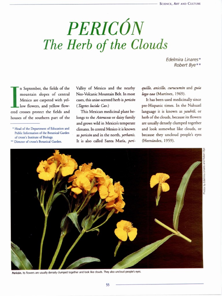 Pericón: The Herb of The Clouds | PDF | Plants | Nature