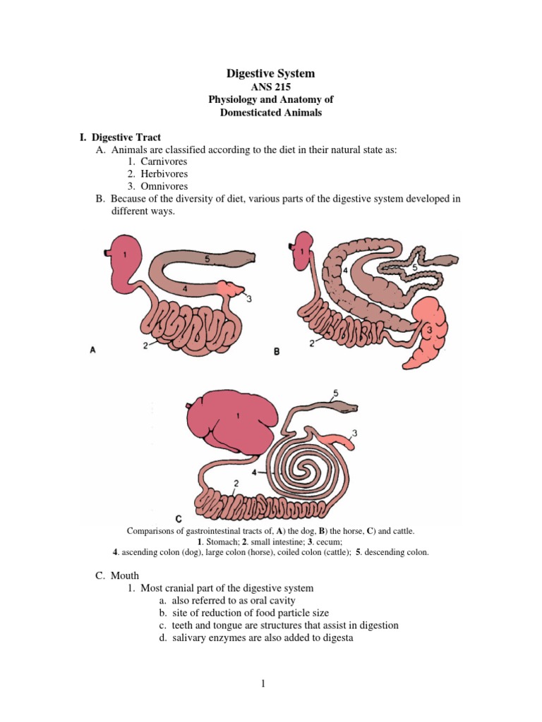 ANS 215 Physiology and Anatomy of Domesticated Animals I. Digestive ...
