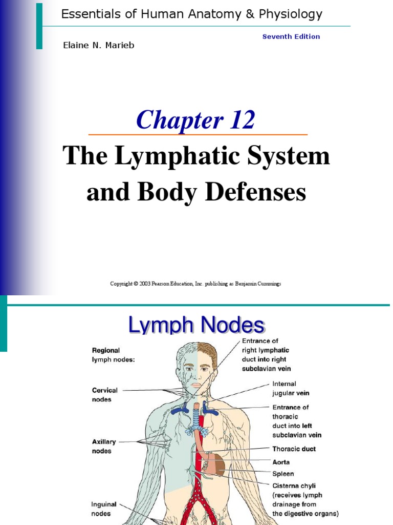 Chapter 12 Lymphatic System | Lymphatic System | Humoral Immunity