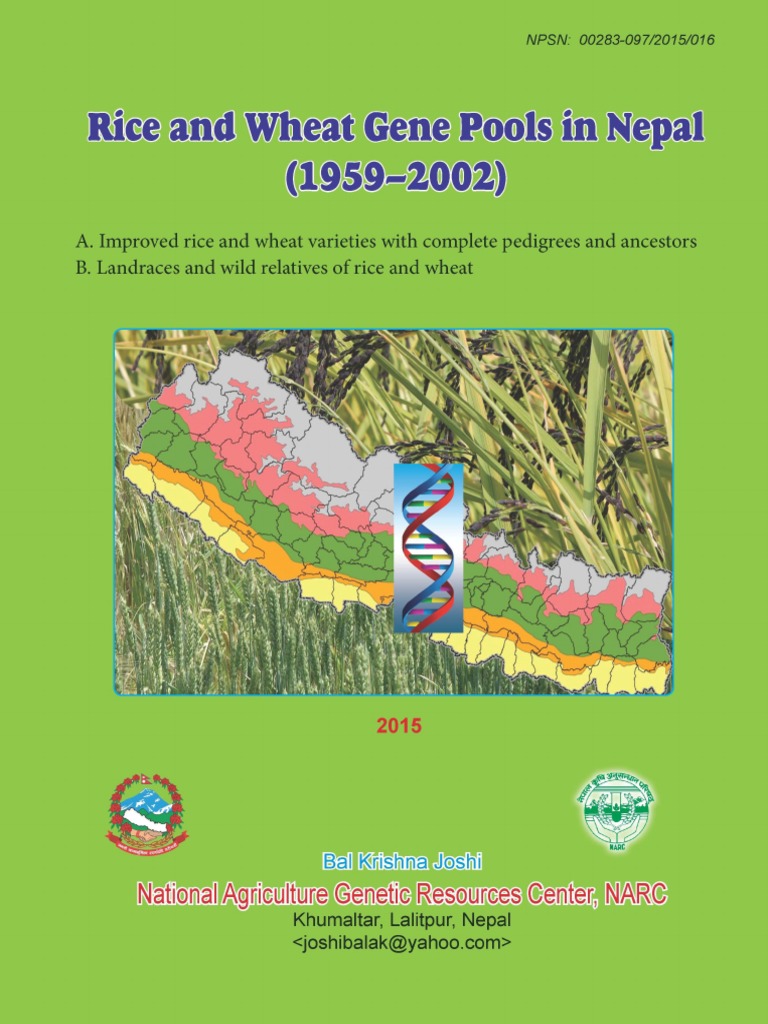 Genepools Padi Dan Gandum | Download Free PDF | Agriculture | Rice