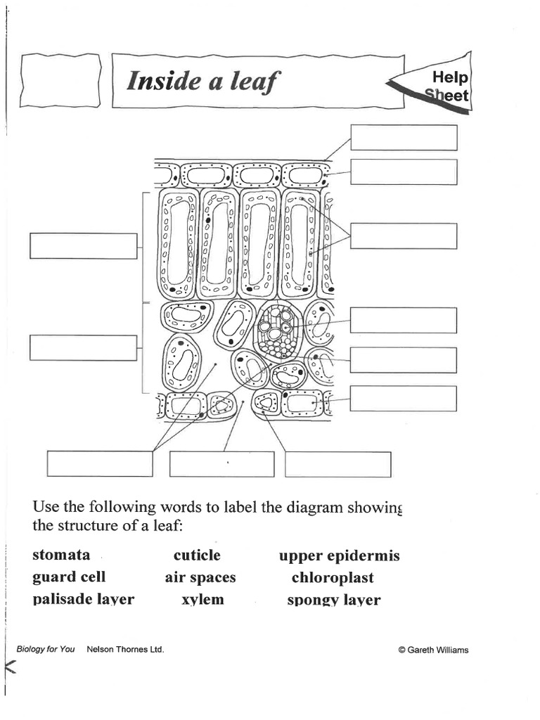 Inside Leaf Help Sheet | PDF