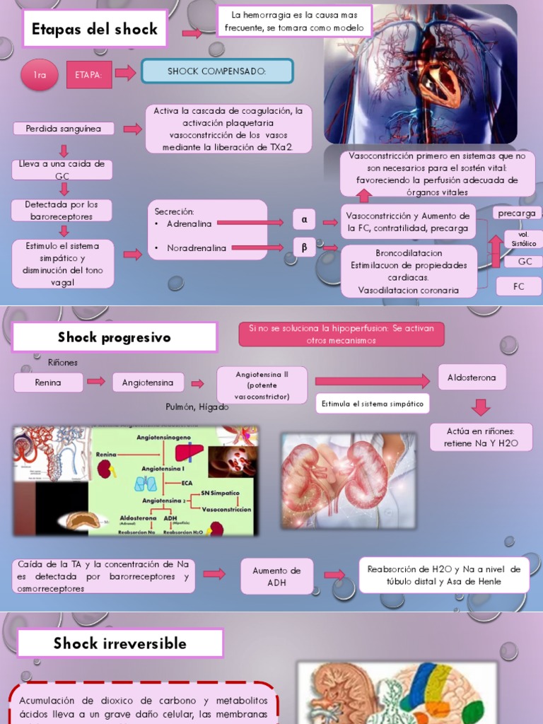 Etapas Del Shock | PDF | Angiotensina | Anatomia animal