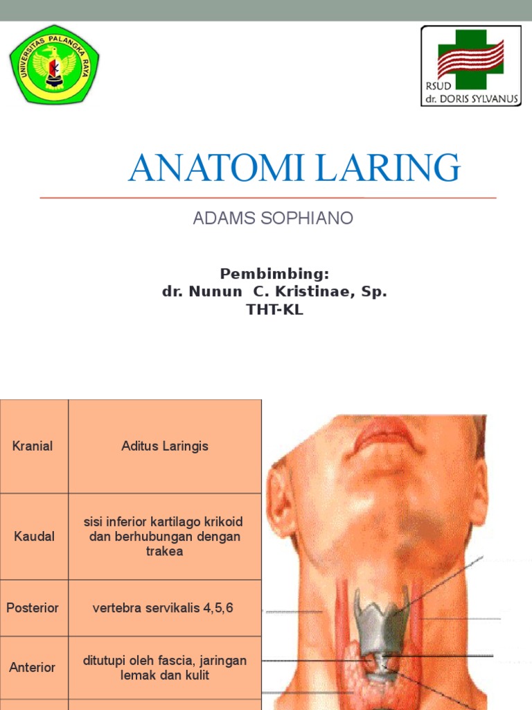Anatomi Laring | PDF