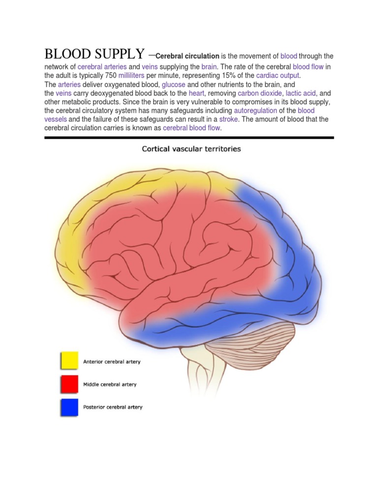 The Cerebral Circulation: A Detailed Overview of the Anterior and ...