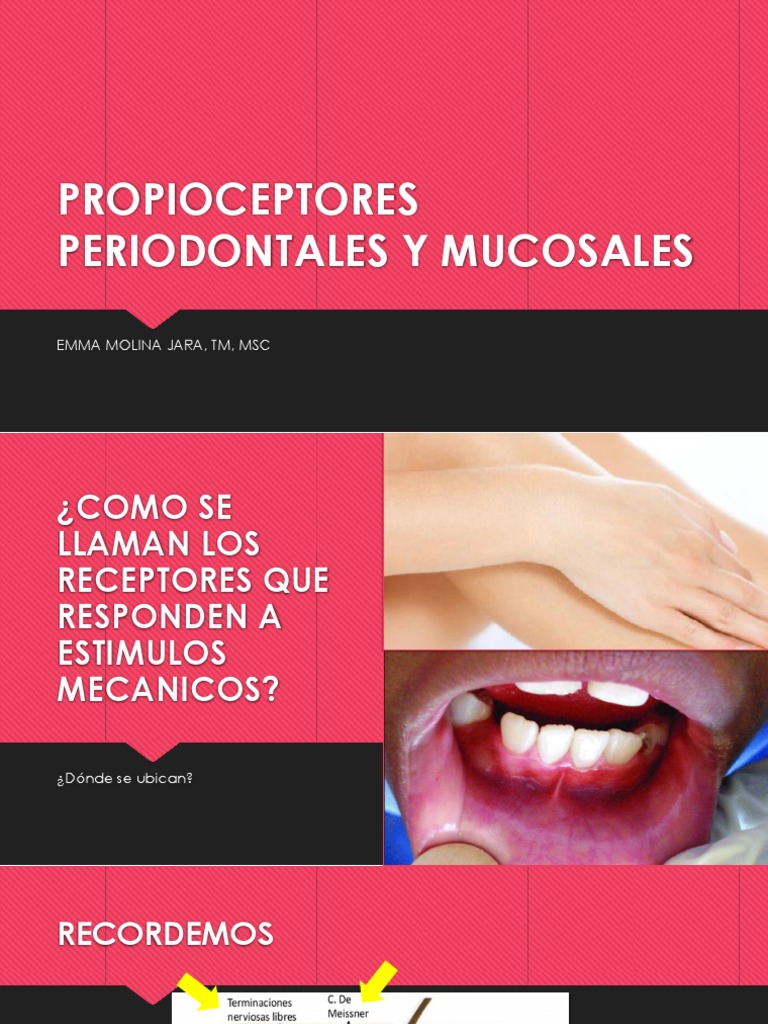 Propioceptores Periodontales y Mucosales | PDF | Axon | Sistema nervioso