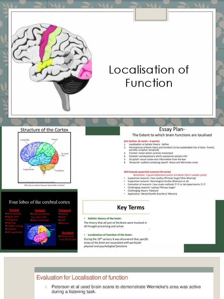 Localisation of Function Final | PDF | Lateralization Of Brain Function ...