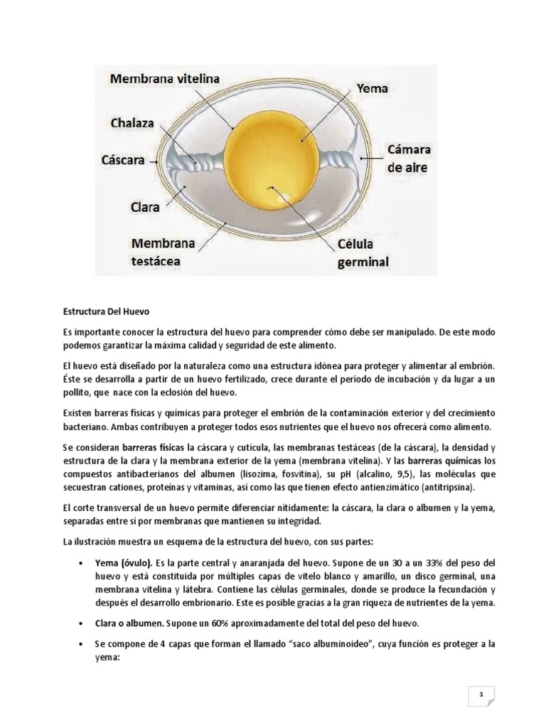 Estructura Del Huevo | PDF | Huevo como alimento | Huevo
