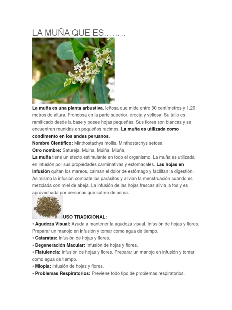 La Muña Que Es | PDF | Bienestar | Medicina