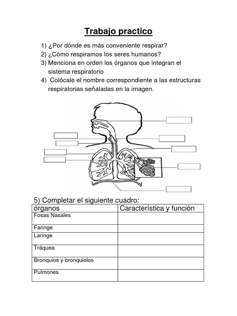 Hoja De Trabajo Sobre El Sistema Respiratorio Humano