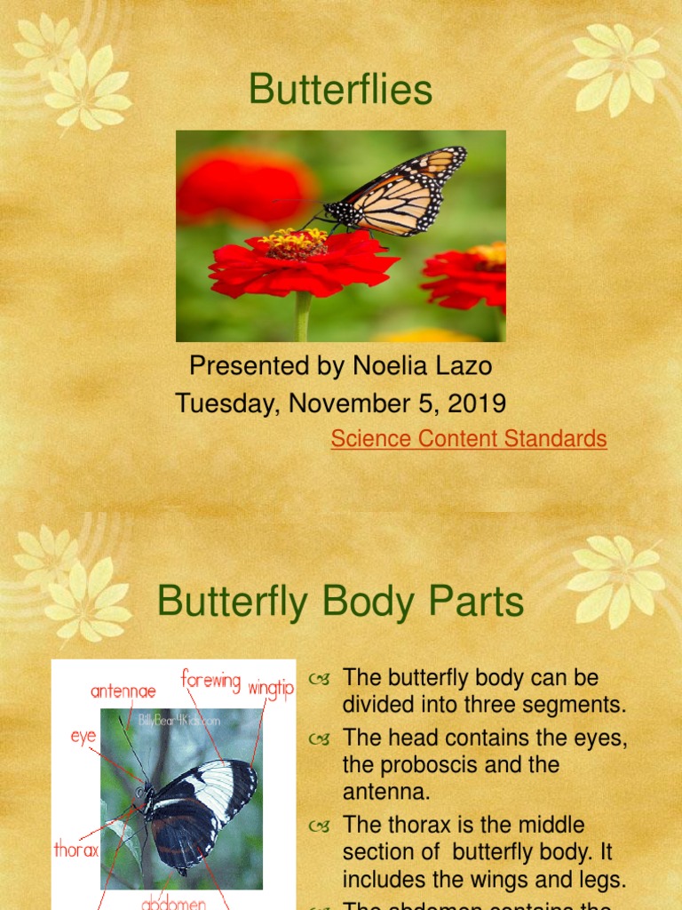 Butterflies | PDF
