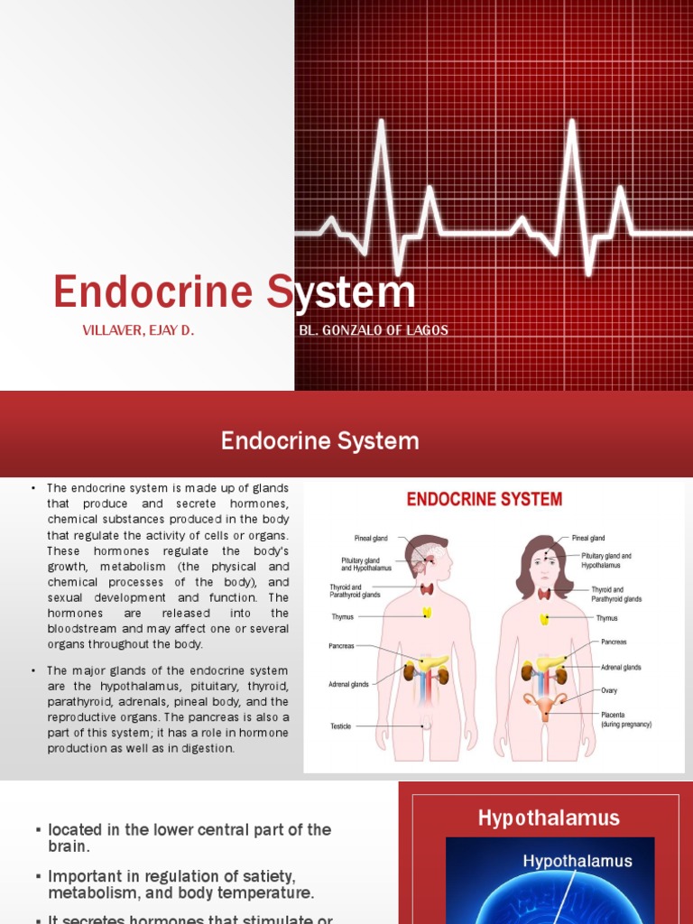 Endocrine System | PDF | Endocrine System | Adrenal Gland