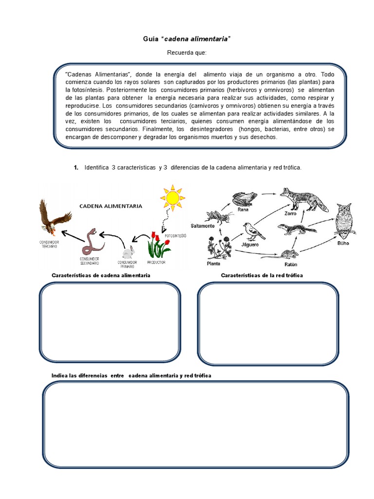 Guía sobre Cadenas Alimentarias y Redes Tróficas | PDF | Red ...