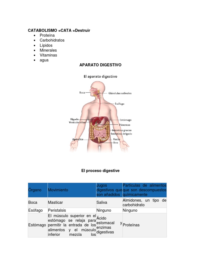 CATABOLISMO | PDF | Sistema digestivo humano | Digestión