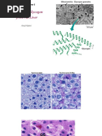 DEMMI Handbook | PDF | Foot | Chair