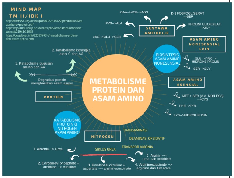 Metabolisme Protein Dan Asam Amino: Mind Map TM Ii/Idk I | PDF | Arginine | Organic Acids