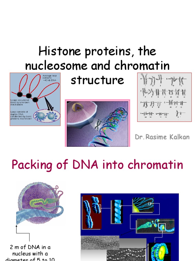Histone Proteins and Chromatin Structure | PDF | Chromatin | Histone