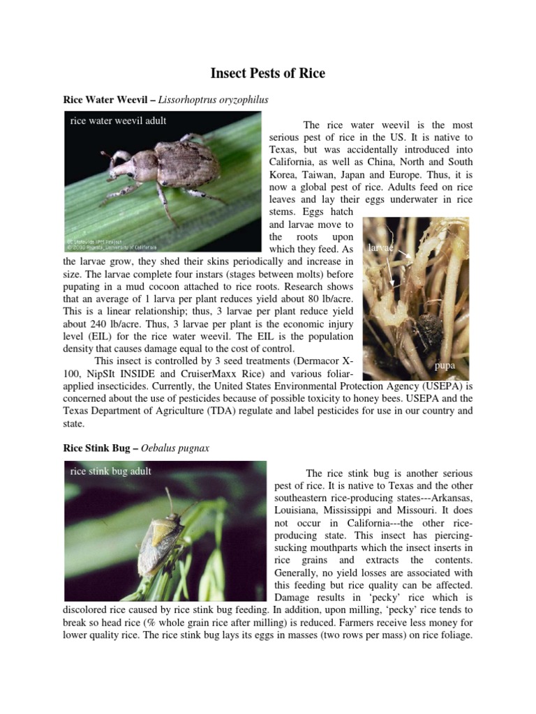 Insect Pests of Rice: Rice Water Weevil Adult | PDF | Rice | Insects