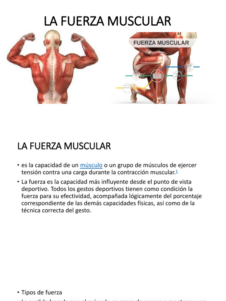 Tipos y Definición de Fuerza Muscular | PDF
