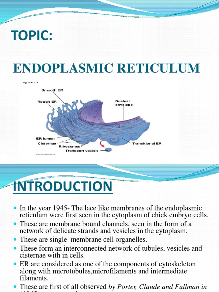 Endoplasmic Reticulum | PDF | Endoplasmic Reticulum | Cell Membrane