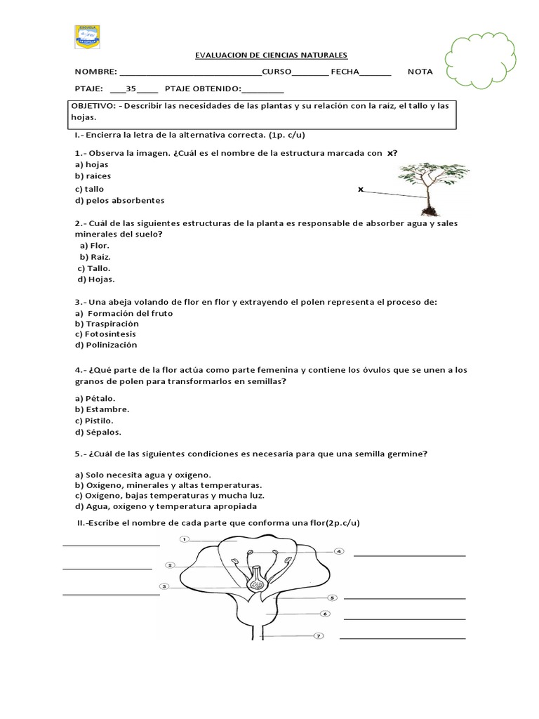 Evaluacion de Ciencias Naturales Las Plantas | PDF | Flores | Plantas