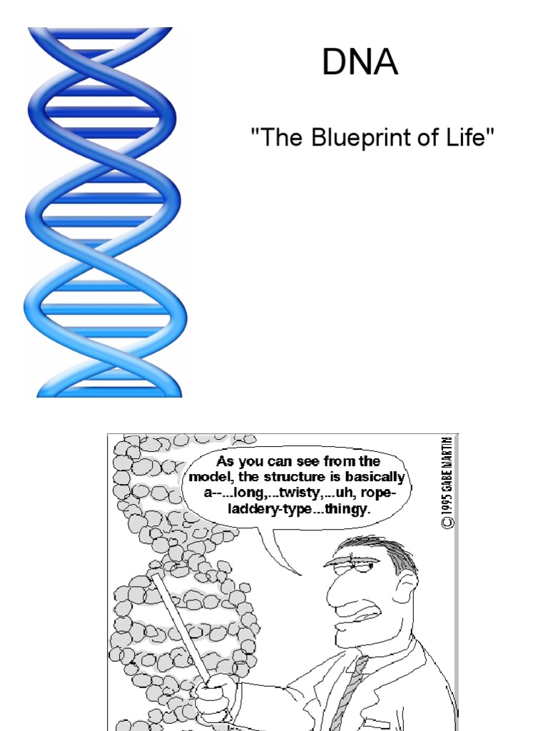 The Blueprint of Life | PDF