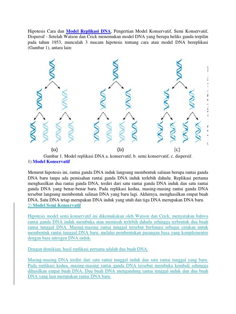 Model Replikasi DNA: Konservatif, Semi, Dispersif | PDF
