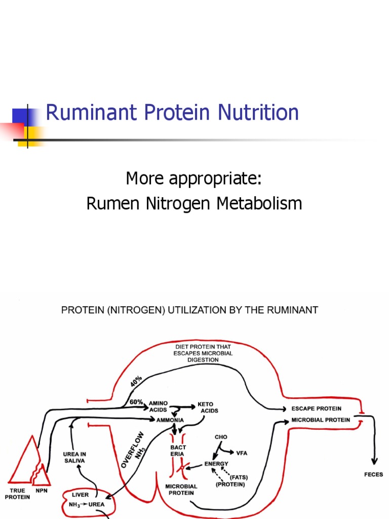 Ruminant Protein Nutrition: More Appropriate: Rumen Nitrogen Metabolism ...