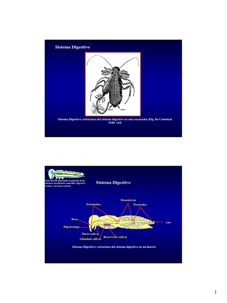 ENTO GEN ANAT Y FISIO Cap IV 1 Parte A B 2005 PDF | Descargar gratis PDF | Sistema nervioso ...