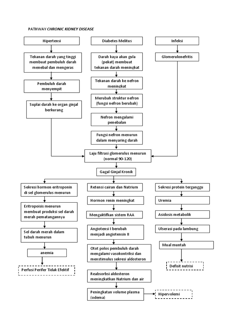 Pathway Chronic Kidney Disease | PDF