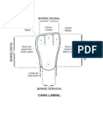 Canino Temporal Superior | PDF | Anatomia dental | Diente