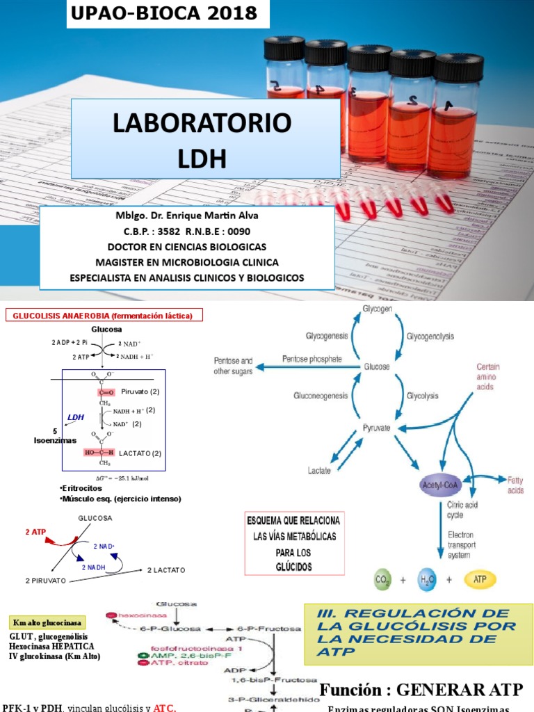 N°02 Laboratorio de LDH | PDF | Ácido láctico | Lactato deshidrogenasa