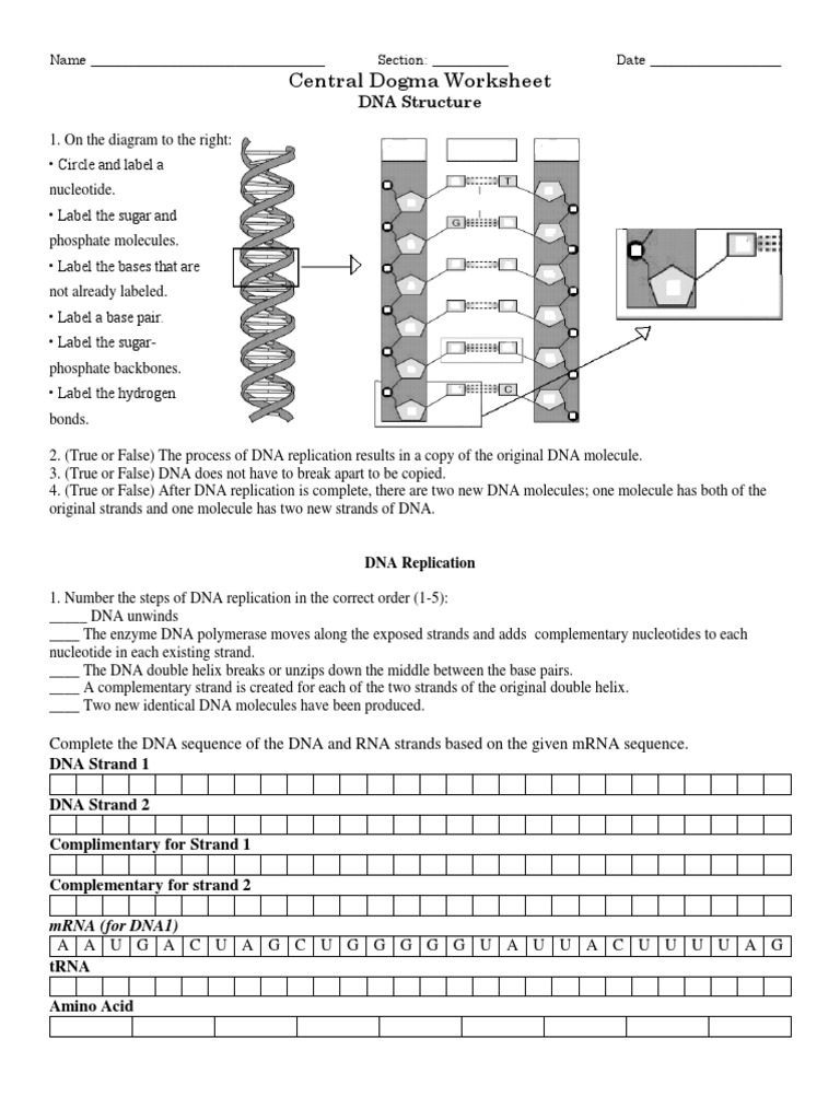 Central Dogma Worksheet 2 | PDF | Translation (Biology) | Messenger Rna