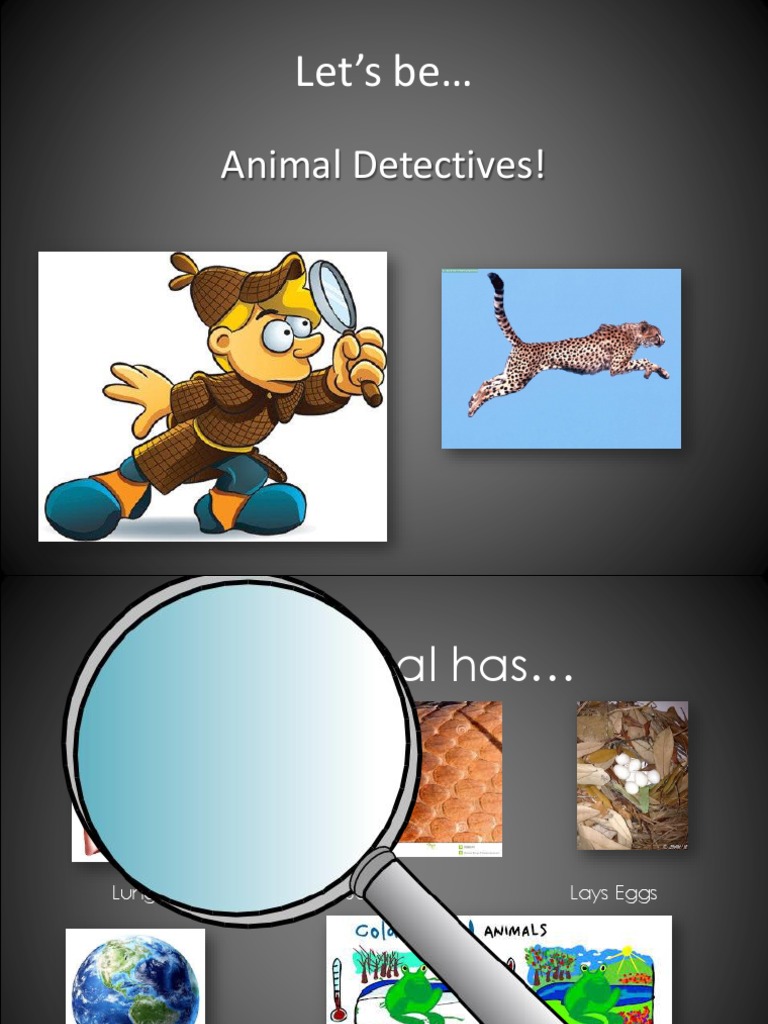 Animal Detectives Animal Classification | PDF | Amphibian | Reptile