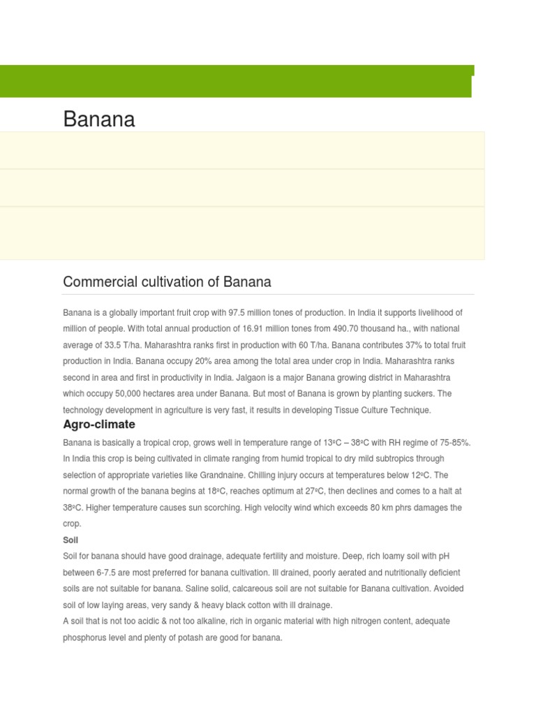 Banana: Commercial Cultivation of Banana | PDF | Banana | Fertilizer