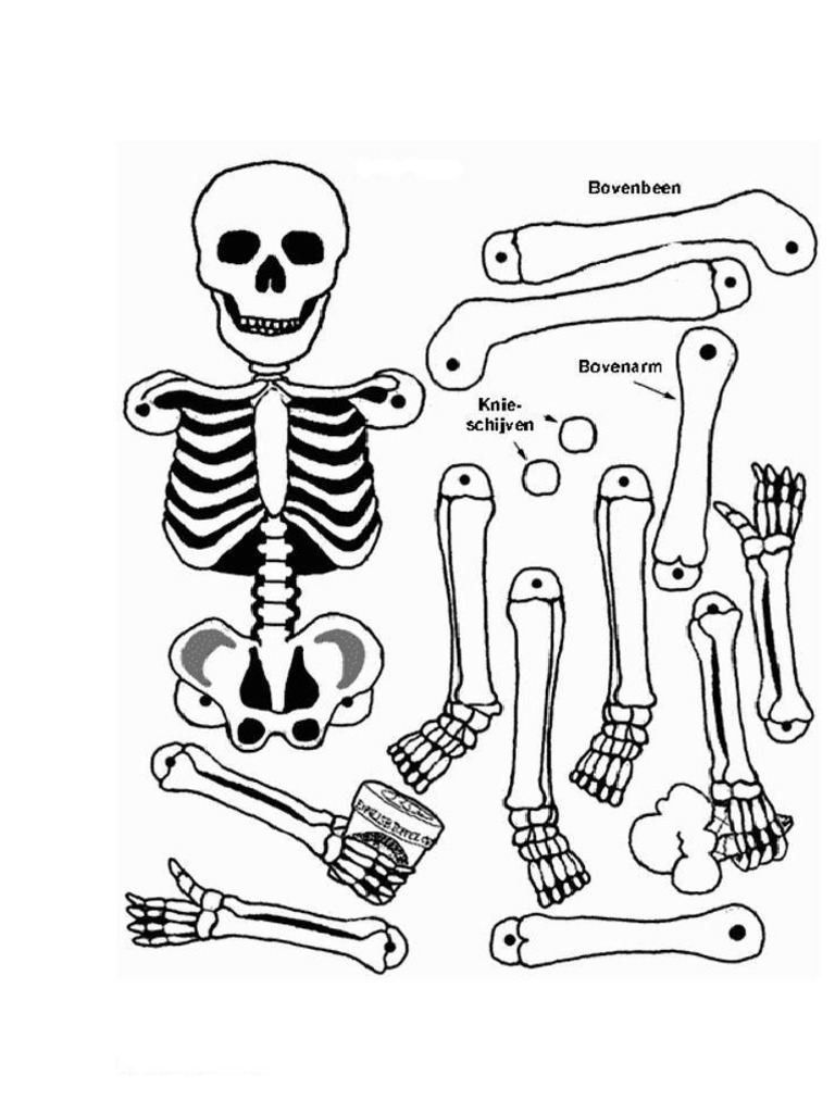 Calavera para Armar | PDF