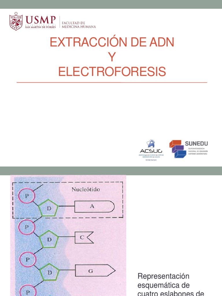 Extracción y Electroforesis de ADN | PDF | Electroforesis | Adn
