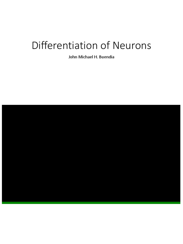 Differentiation of Neurons | PDF