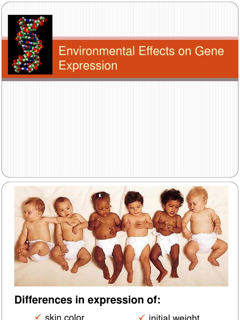 Environmental Effects | PDF | Blood Type | Dominance (Genetics)