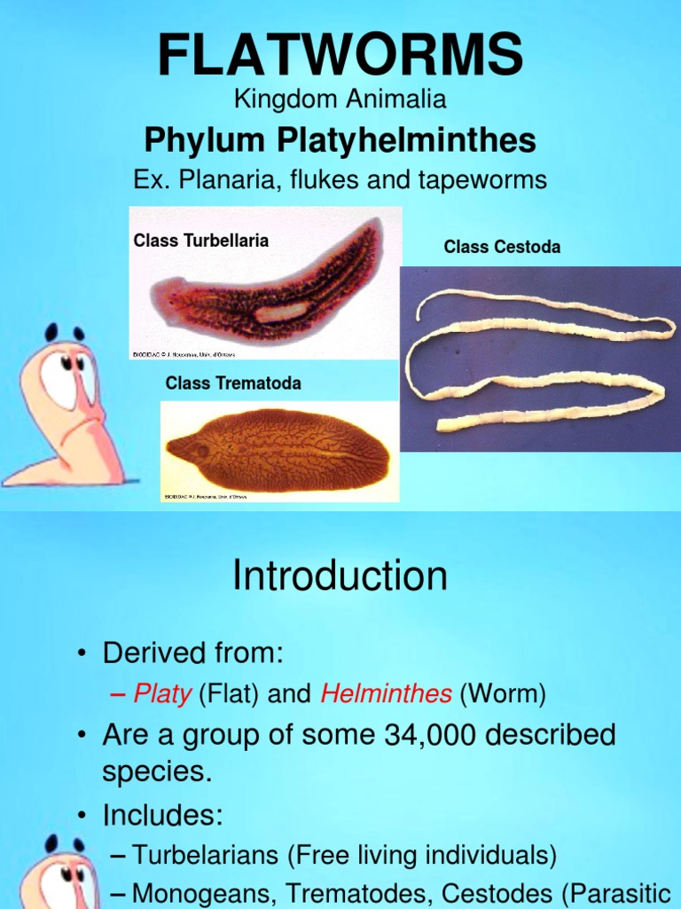 Class Cestoda Tapeworms