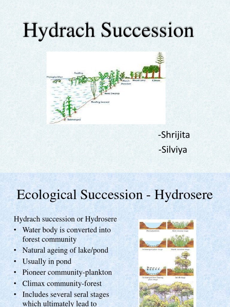 Hydrach Succession: The Stages of Pond to Forest Conversion | PDF ...